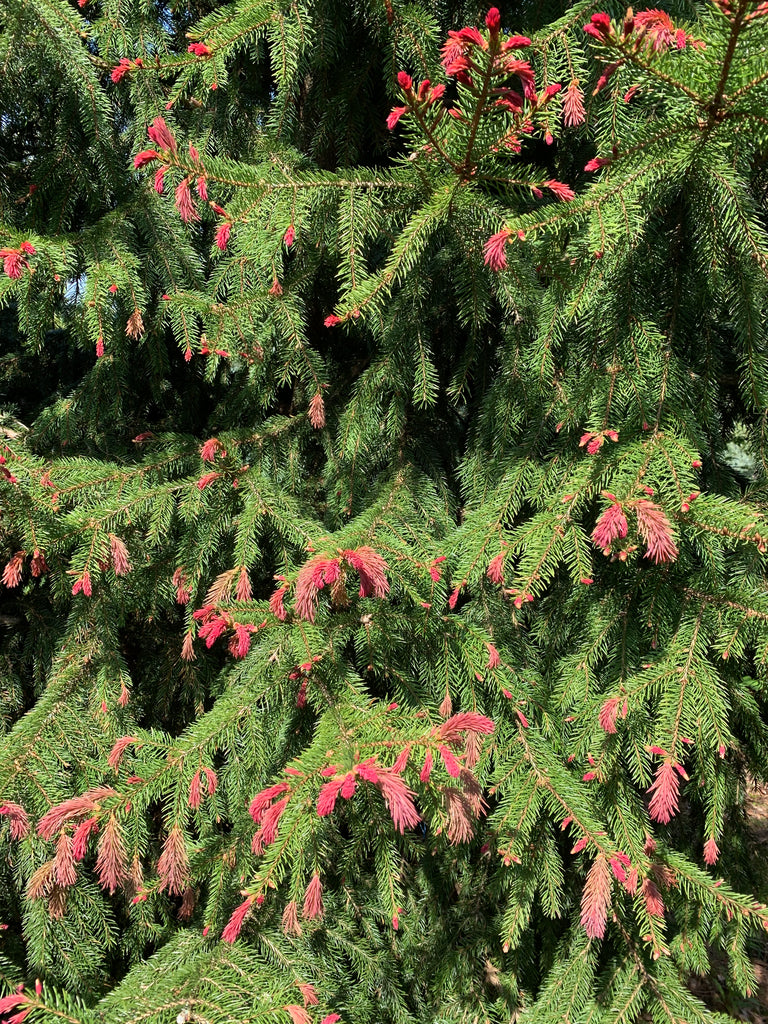 The Best Fast Growing Conifers – Lime Cross Nursery