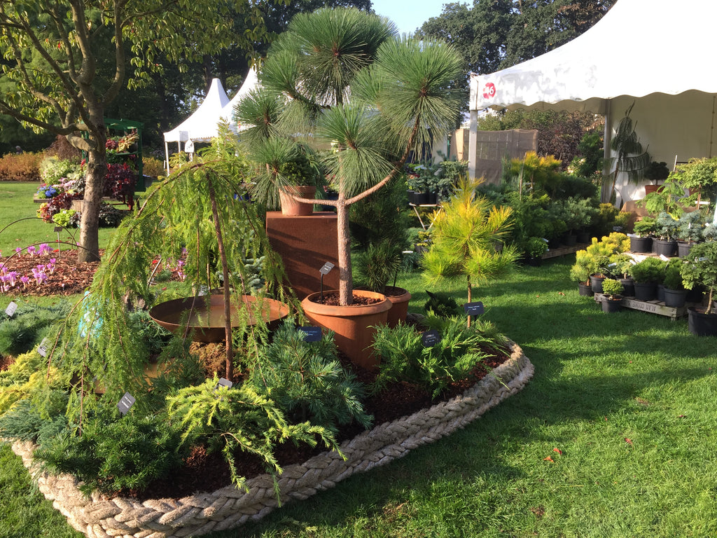 Ideal Conifers to Grow and Display in Pots – Lime Cross Nursery