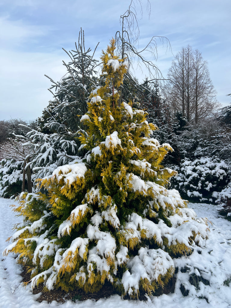 Conifer Gardens In Winter