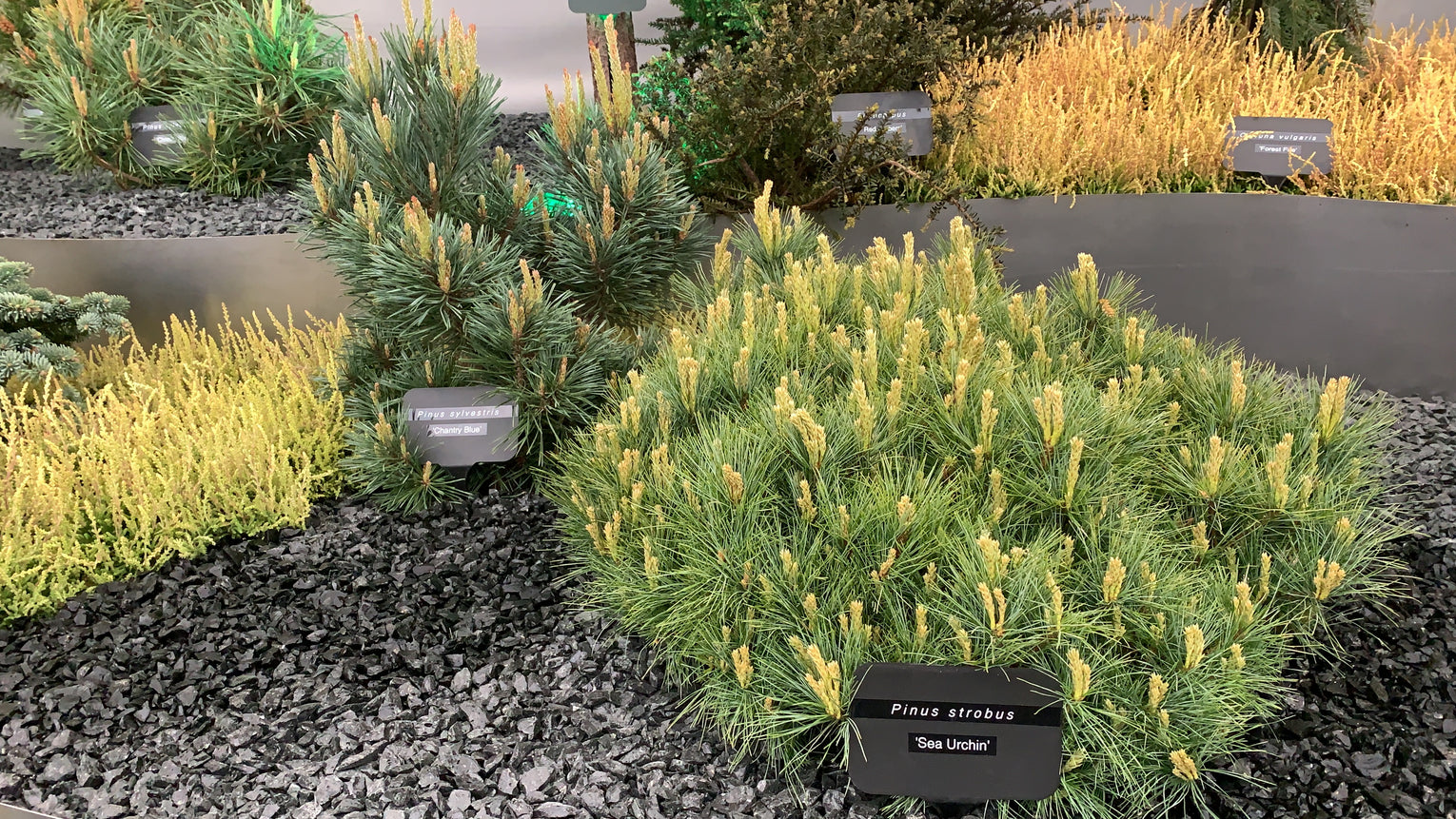 Pinus sylvestris 'Chantry Blue' For Sale – Lime Cross Nursery