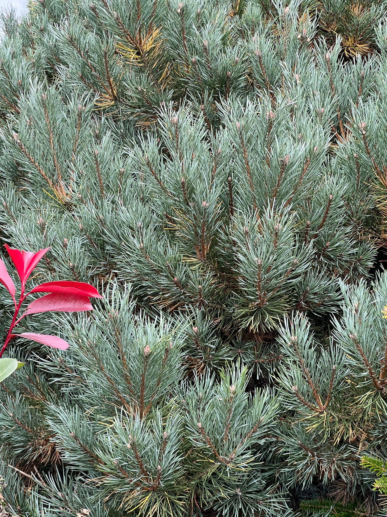 Pinus sylvestris 'Chantry Blue' For Sale – Lime Cross Nursery