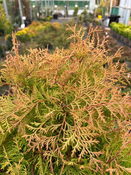 Thuja occidentalis 'Fire Chief' For Sale – Lime Cross Nursery