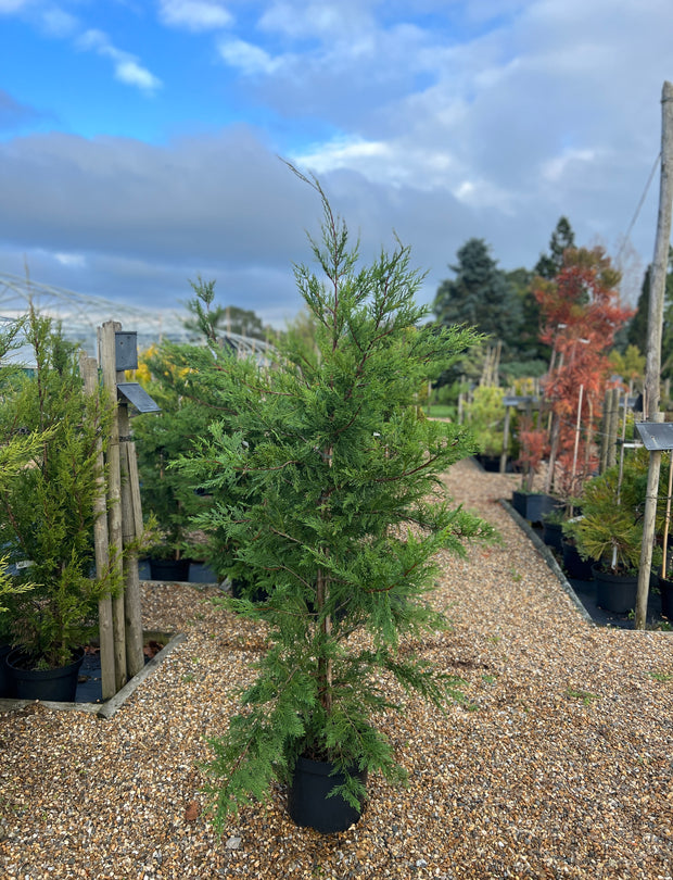 Large Conifers for Sale – Lime Cross Nursery