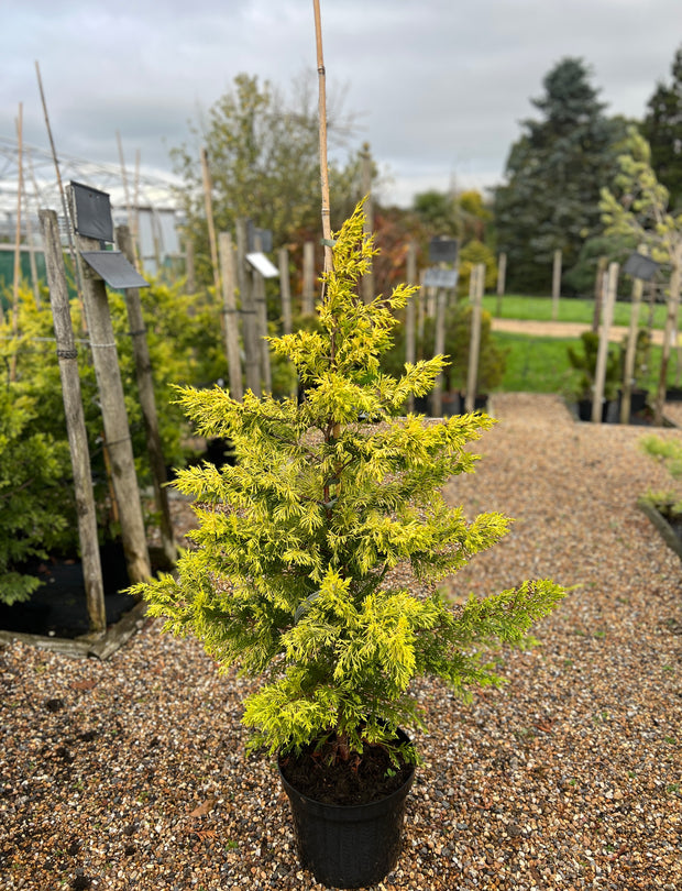 Large Conifers for Sale – Lime Cross Nursery