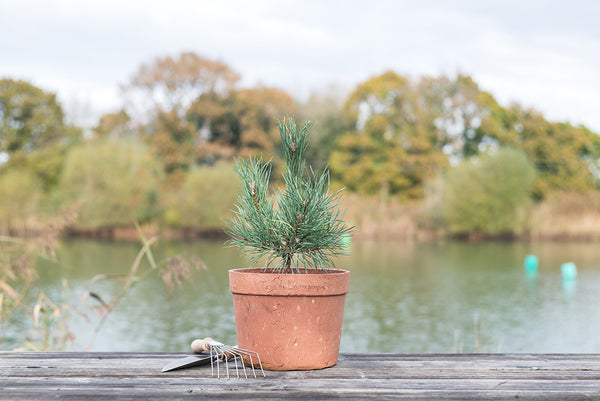 Pinus sylvestris 'Chantry Blue' For Sale – Lime Cross Nursery