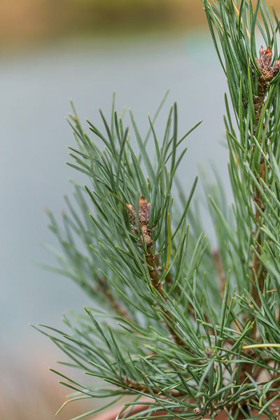 Pinus sylvestris 'Chantry Blue' For Sale – Lime Cross Nursery