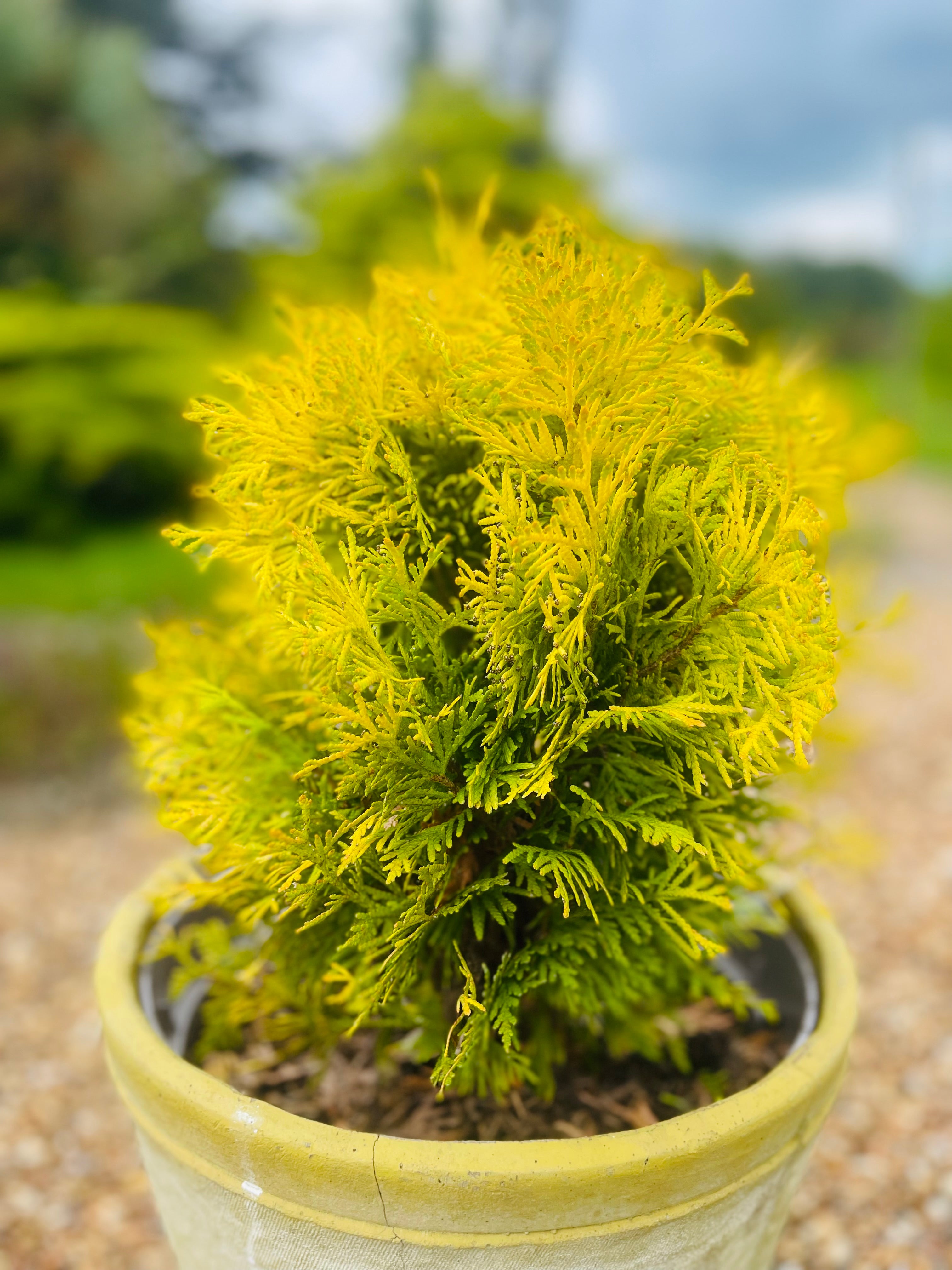 Gardens Small Conifers Dwarf Species