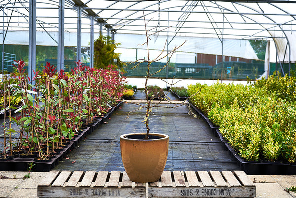 Taxodium distichum ‘Peve Yellow' For Sale – Lime Cross Nursery