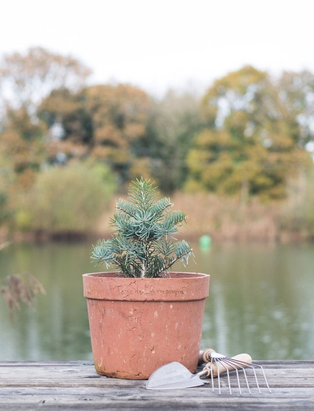 Conifers in Pots – Lime Cross Nursery