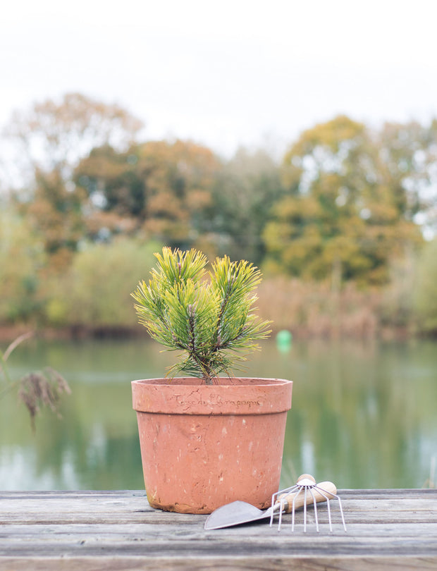 Conifers in Pots – Lime Cross Nursery